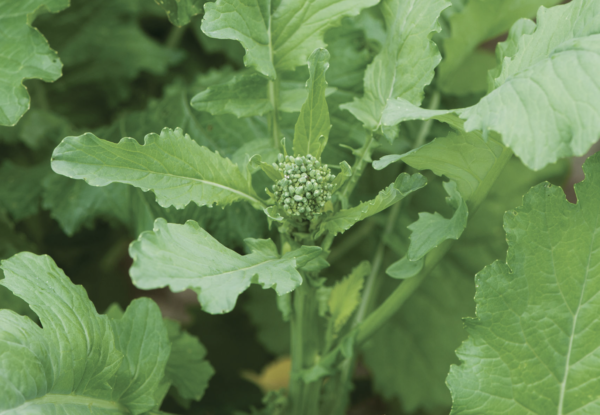 Broccoli Raab - Helfand Farm Community Gardens