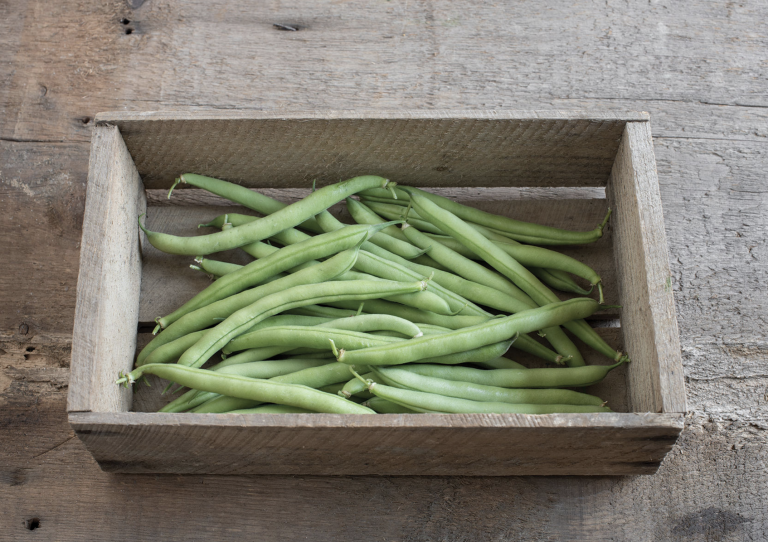 Provider Snap Bean - Helfand Farm Community Gardens