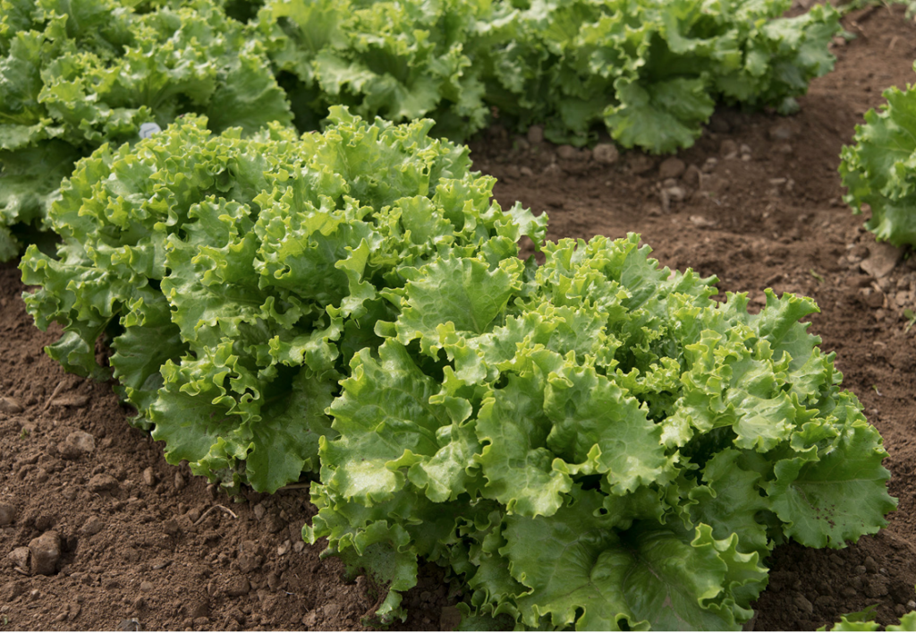 STARFIGHTER GREEN LETTUCE - Helfand Farm Community Gardens